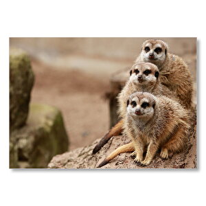 Cakatablo 3 Sevimli Mirket Mdf Ahşap Tablo | Tablo | Koçtaş